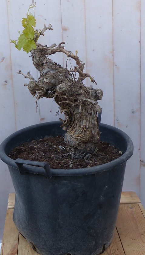 Decoratief Beeld - Druif Boom Dikke Stam - Kunststof - Warentuin ...