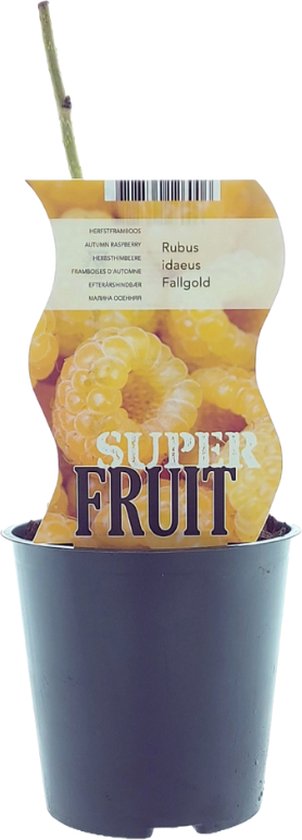 Gele Framboos, Fruitstruik, Kleur geel, Rubus Fallgold , Ø12cm - 30cm | bol