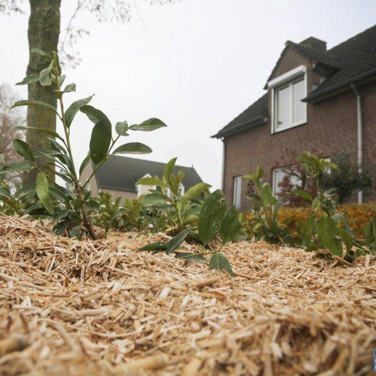 GOOED Olifantsgras bodembedekker (Mulch) - 20kg / 100 liter - het ...