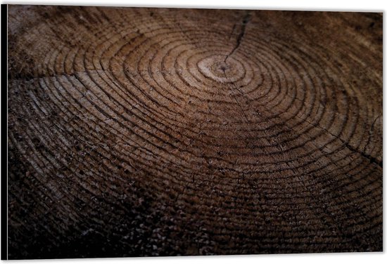 Dibond –Doorgesneden Boomstam– 90x60 Foto op Aluminium (Met ...