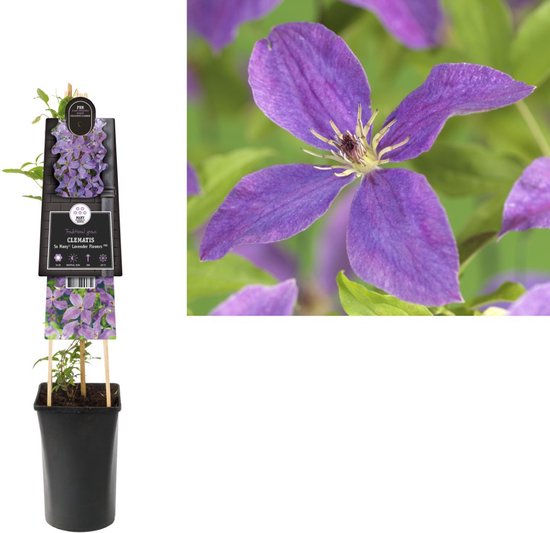 Klimplant Clematis So Many Lavender Flowers PBR 75 cmVan der Starre ...