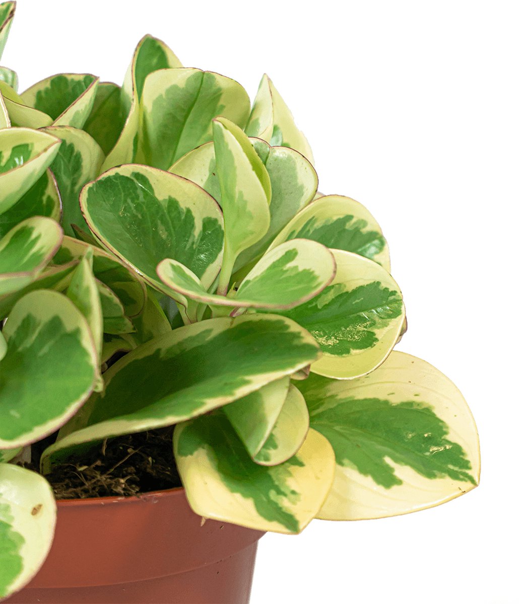 Peperomia Obtusifolia Optipan Bicolor | Vetplant krokodillentranen ...