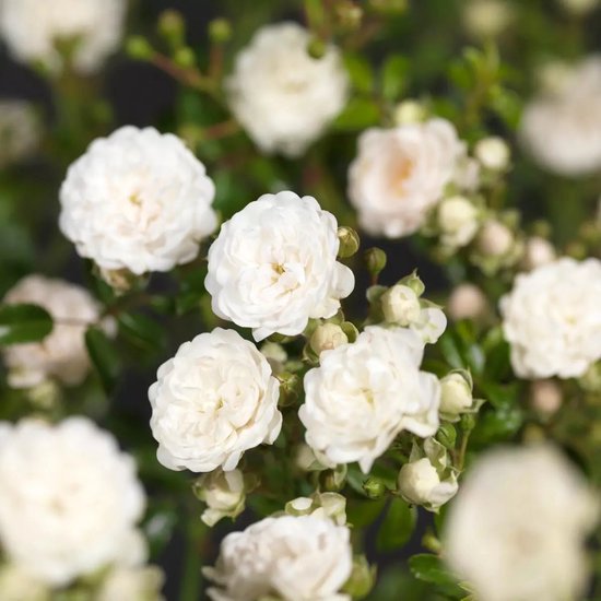 Struikroos Crystal Fairy - Witte Roos | bol.com