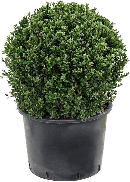 Buxus vervanger Ilex Crenata Dark Green Bol L 60 cm tuinplant | bol.com