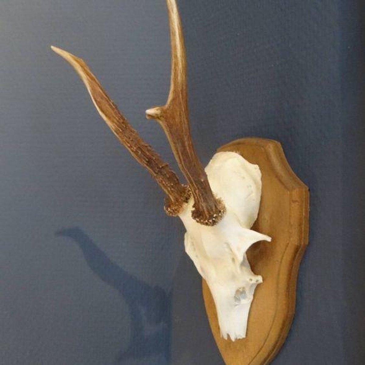 Schedel decoratie ree, gewei op schild, schedel van ree | bol.com