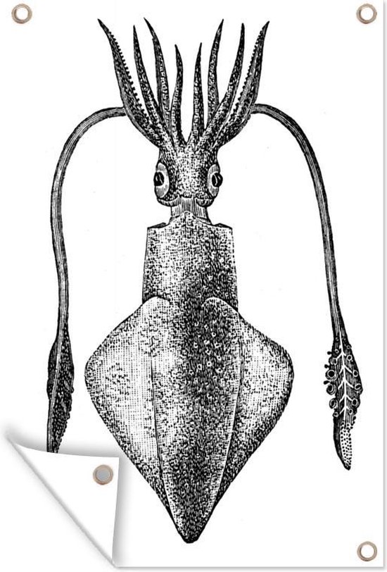 Tuinposter - Tuindoek - Tuinposters buiten - Een antieke illustratie ...