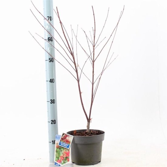 Acer palmatum 'Beni-maiko' C3 50-60 cm | bol.com