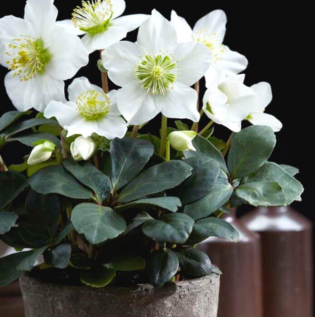 Plants by Frank | Set van 12 kerstroos planten | 12x Helleborus niger ...