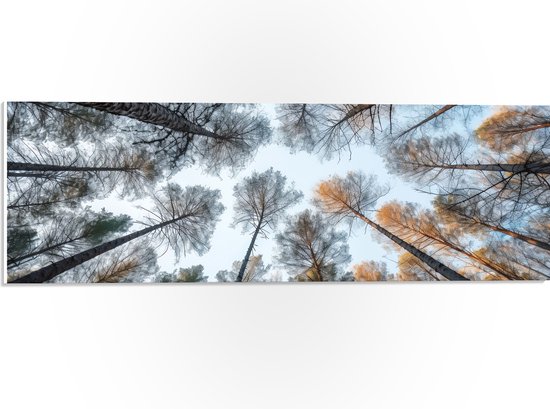 PVC Schuimplaat - Bomen - Onderaanzicht - 60x20 cm Foto op PVC ...