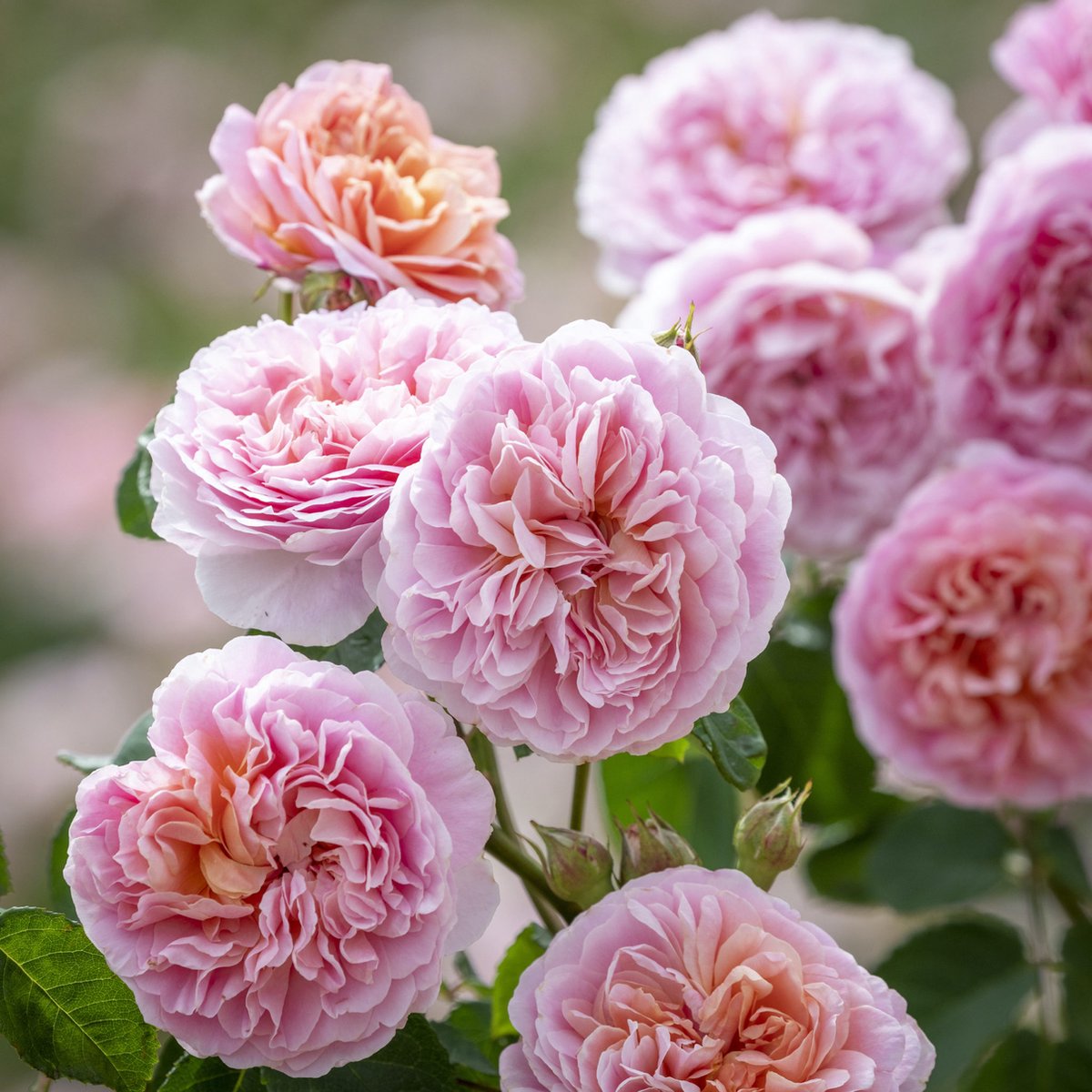 Eustacia Vye | Struikroos | Roze | Engelse roos | David Austin ...