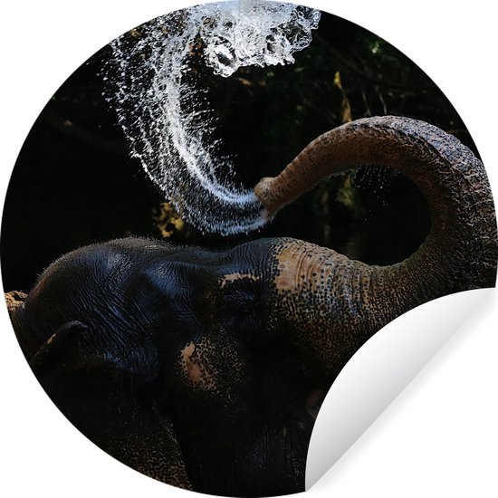 WallCircle - Muurstickers - Behangcirkel - Olifant - Water - Slurf - Dieren - Natuur -... | bol.com