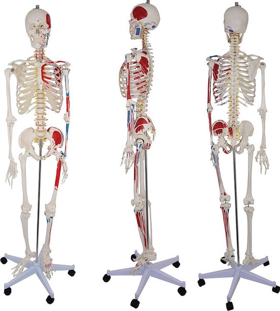 Het menselijk lichaam - anatomie model menselijk skelet met origo en ...