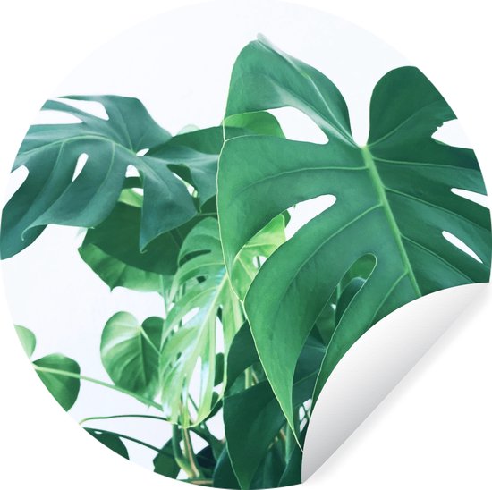 WallCircle - Muurstickers - Behangcirkel - Enorme botanische bladeren van de... | bol