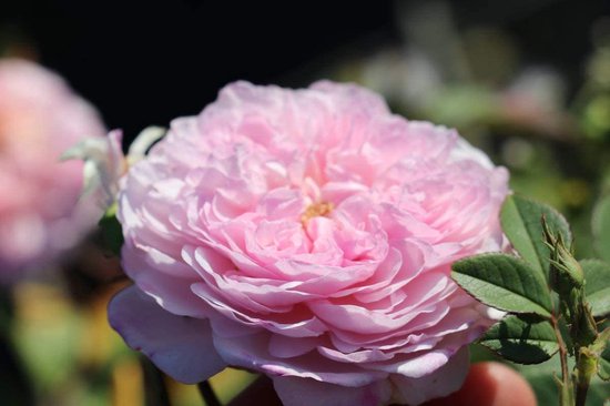 The Albrighton Rambler | Rambler roos | Klimroos | Engelse roos | Roze ...