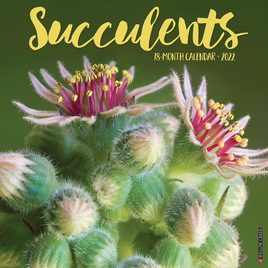 Succulents Kalender 2022 | bol.com