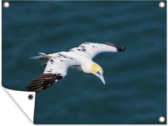 Muurdecoratie buiten Jan-van-gent met wijd gespreide vleugels - 160x120 ...