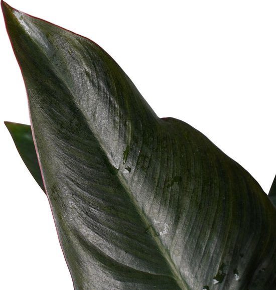 Decorum Philodendron New Red - Pyramide in ELHO Round (wit) | bol
