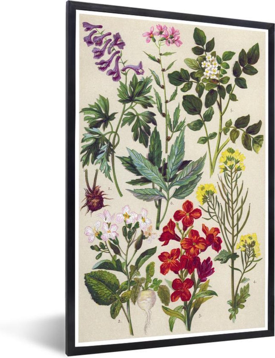 Fotolijst incl. Poster - Authentieke gekleurde kruiden en planten ...