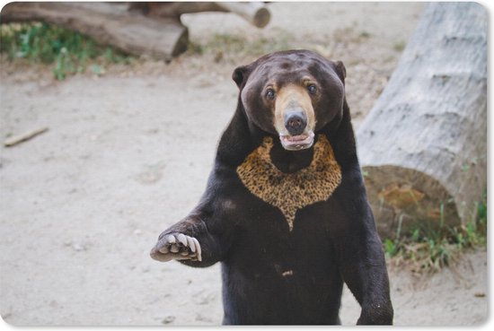 Muismat Maleise Beer - Maleise beer portret muismat rubber - 27x18 cm ...