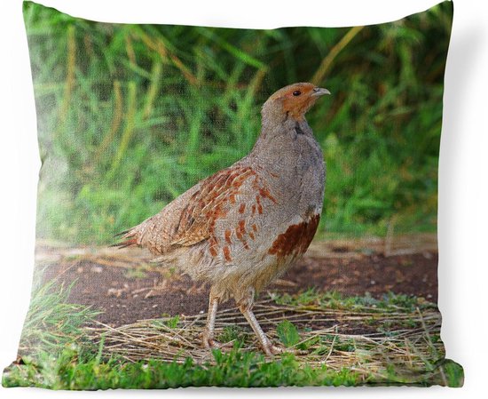 Coussins d'extérieur - Jardin - Une perdrix sur une piste boueuse ...