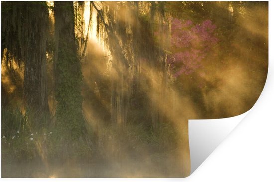 Muurstickers - Zonnestralen bij een moeras - 120x80 cm - Plakfolie ...