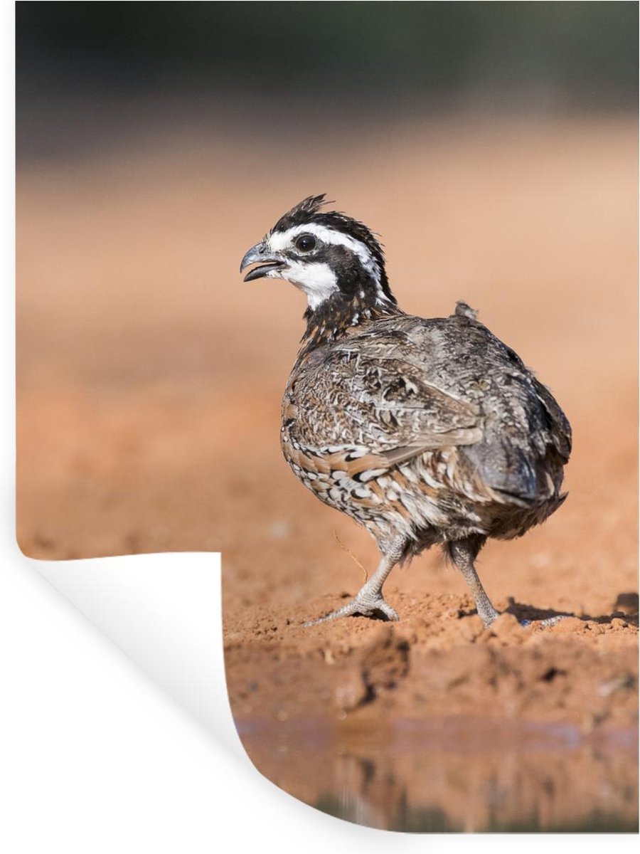 Sticker Muursticker Caille - Une caille au bord d'un étang - 120x160 cm ...