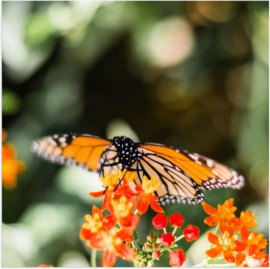 WallClassics - Poster (Mat) - Oranje met Zwarte Vlinder op Oranje Bloem ...