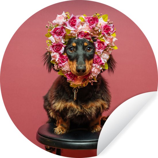 Teckel sur tabouret avec couronne de fleurs Sticker mural cercle mural ...