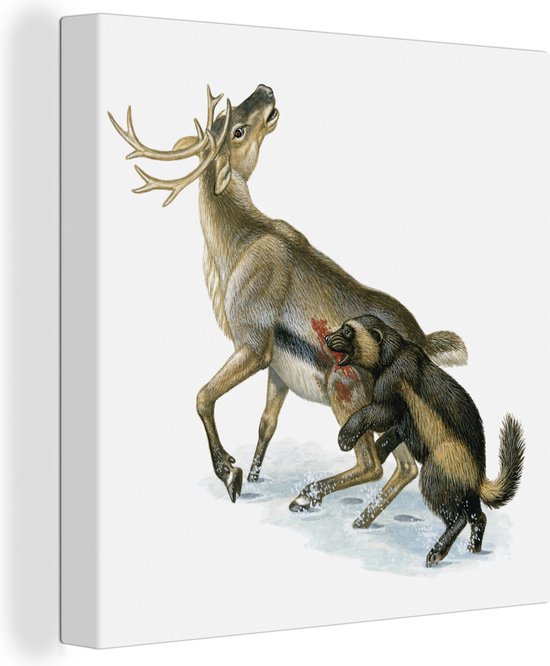Une illustration d'un carcajou attaquant un caribou toile 90x90 cm ...