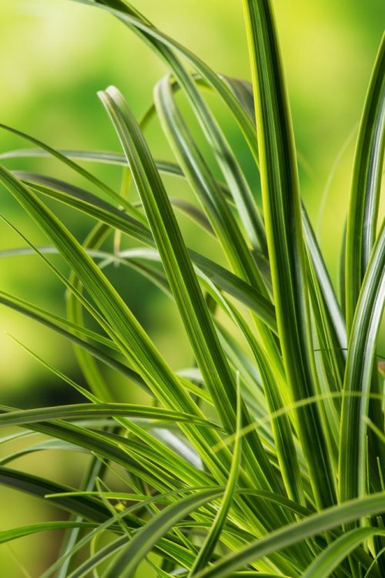 Carex oshimensis 'Everlime' C2 | bol.com