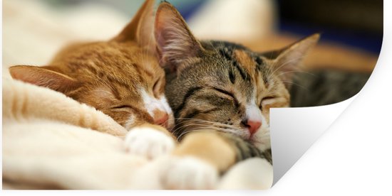 Muurstickers - Katten - Slapen - Kleed - 160x80 cm - Plakfolie | bol.com