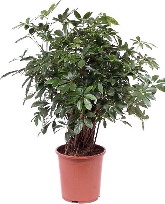Schefflera Compacta 100 cm | bol.com