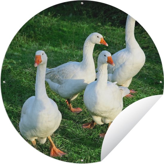 Affiche de jardin Round Goose - Quatre grilles partout Poster de jardin ...