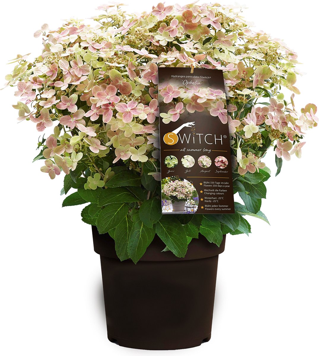 Hydrangea 'Switch Ophelia'– Hortensia – Roze – Heester – Winterhard ...