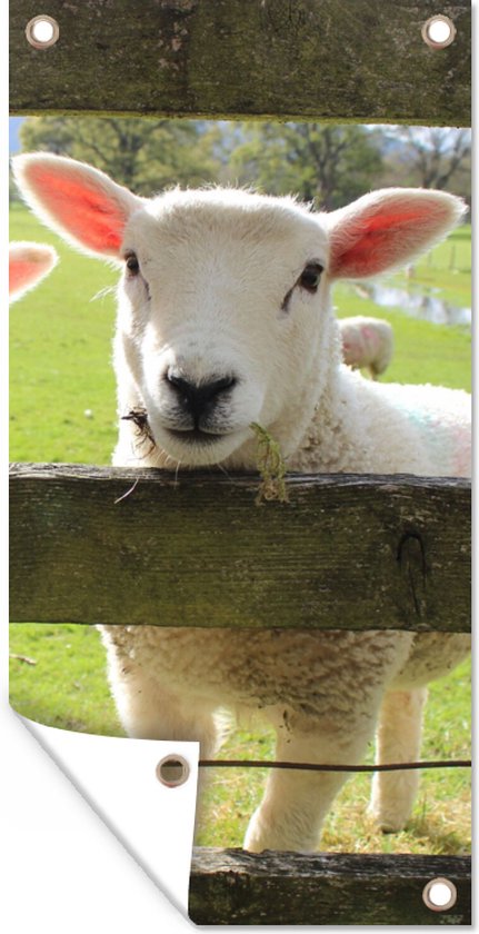 Tuinposter - Schaap - Dieren - Boerderij - Tuindoek - 80x160 cm ...