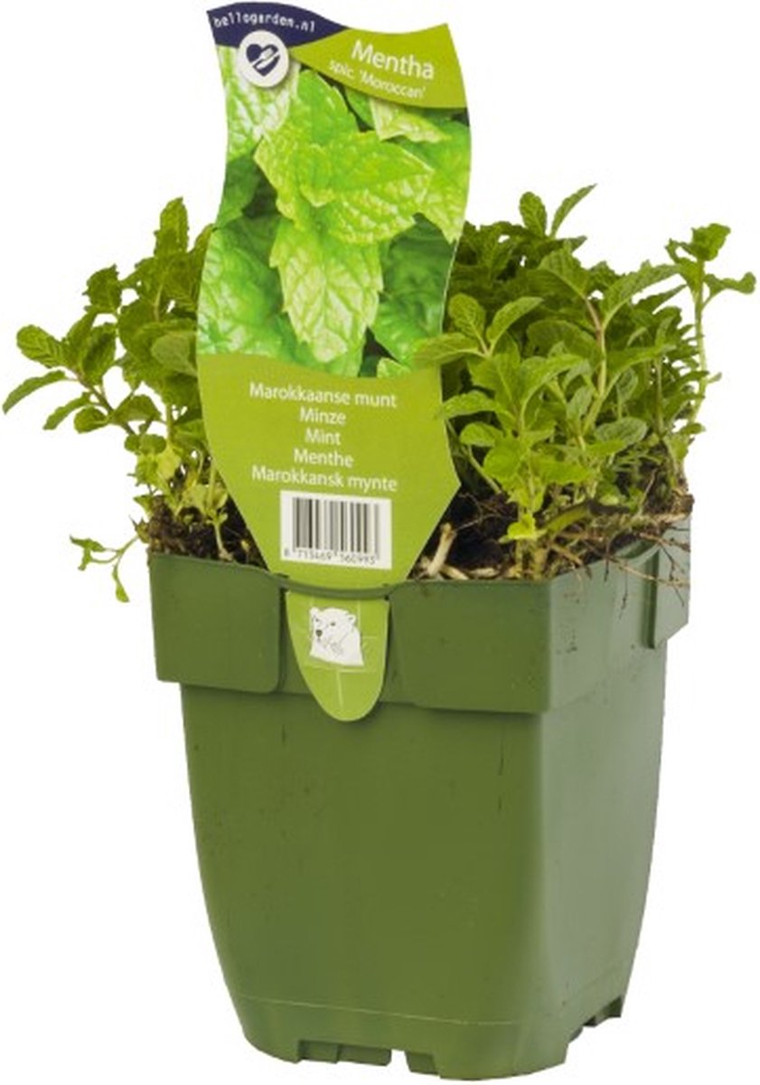 6 stuks Marokkaanse munt kruid Mentha spicata MoroccanGriffioen | bol.com