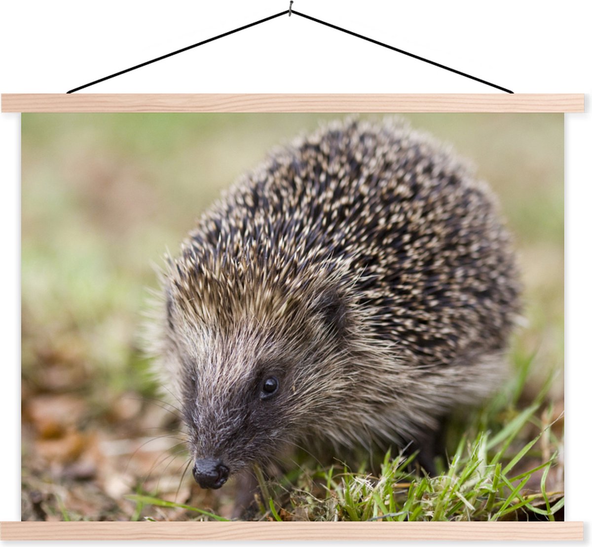 Posterhanger incl. Poster - Schoolplaat - Egel in het gras - 150x113 cm ...