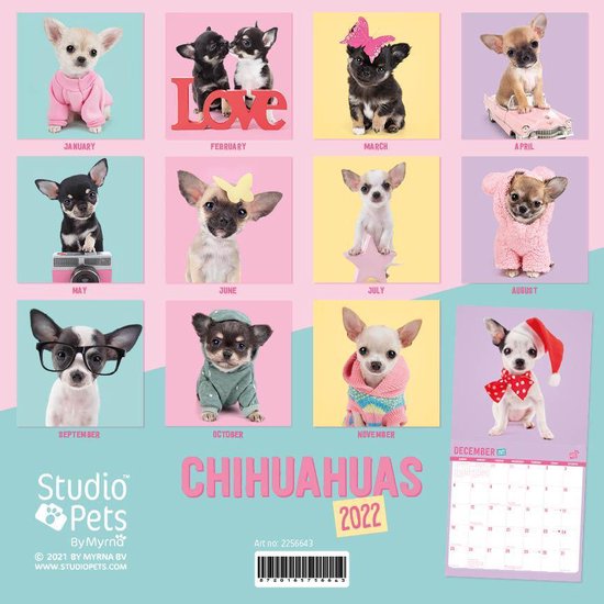 Chihuahuas Studio Pets Kalender 2022 | bol.com