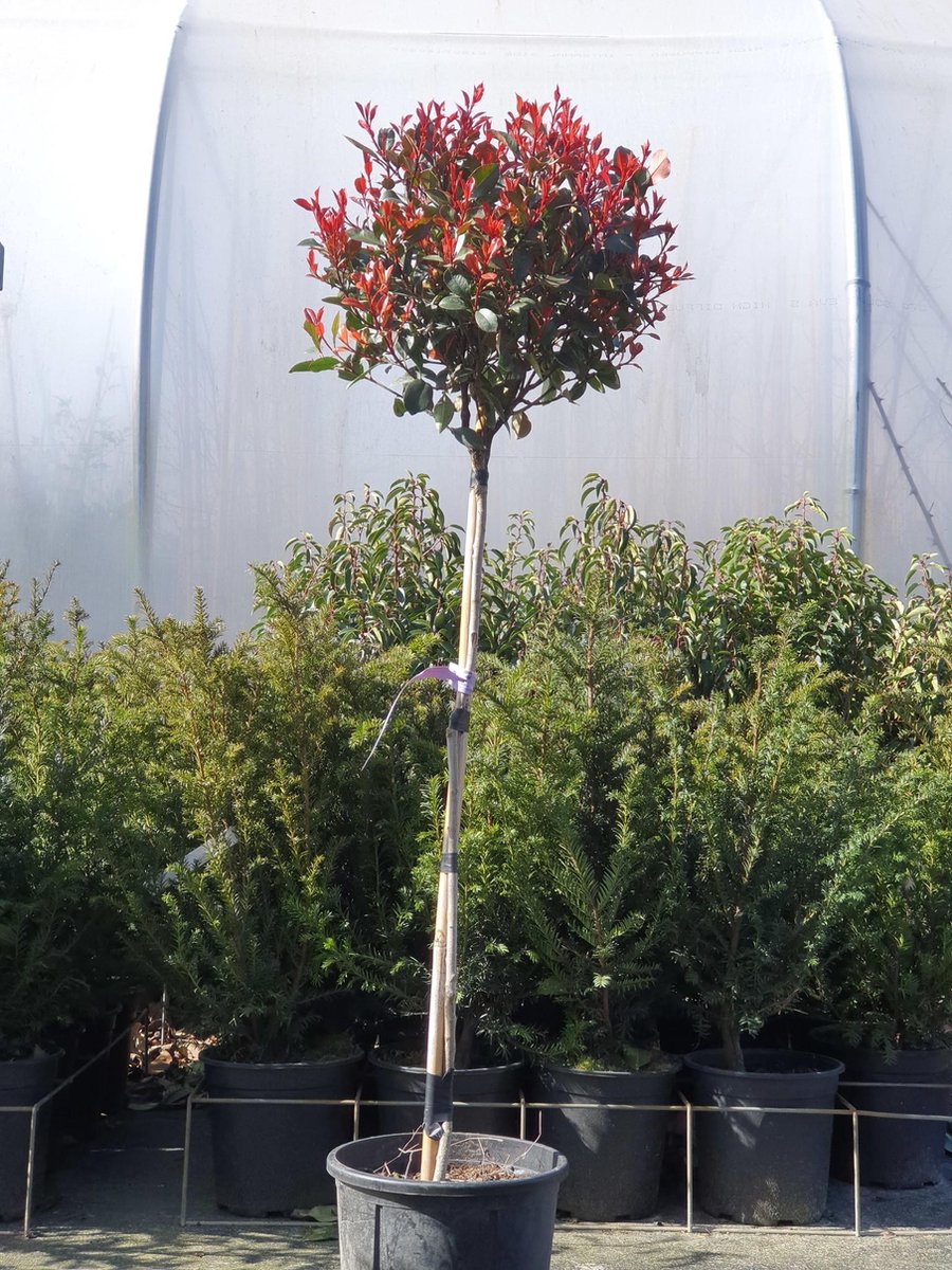 Photinia fraseri Robusta Compacta | Stamomtrek: 4-6 cm | Stamhoogte: 80 ...