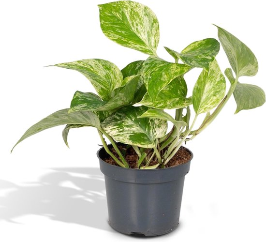 Epipremnum Scindapsus Marble Queen - Ø 12 cm - Hoogte: 15 cm ...