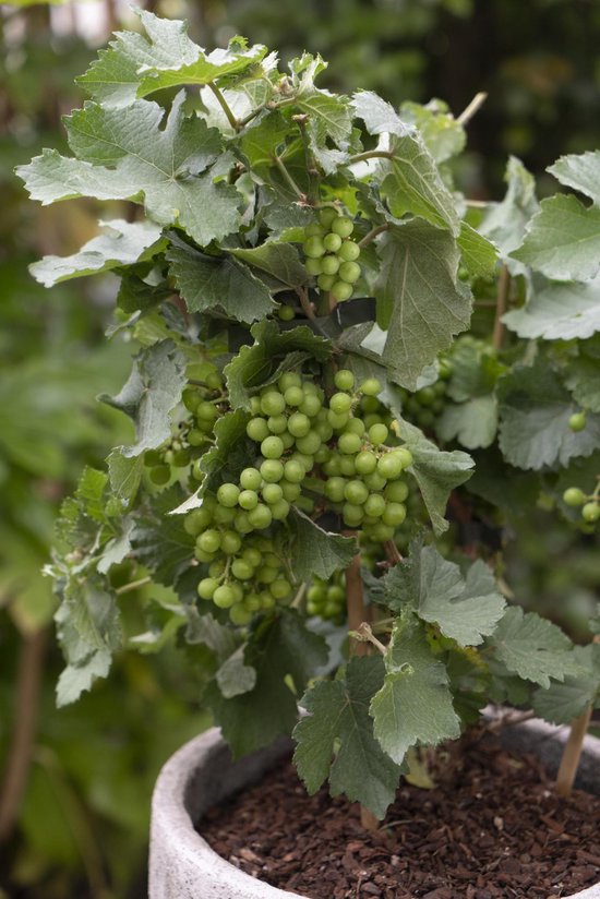 Hello Plants Vitis Pixie Riesling Witte Druiven - Druivenplant - Ø 19 ...