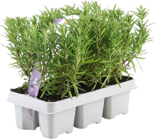 Plants by Frank 6 Roosmarijn planten - 6 pack Rosmarinus officinalis x ...