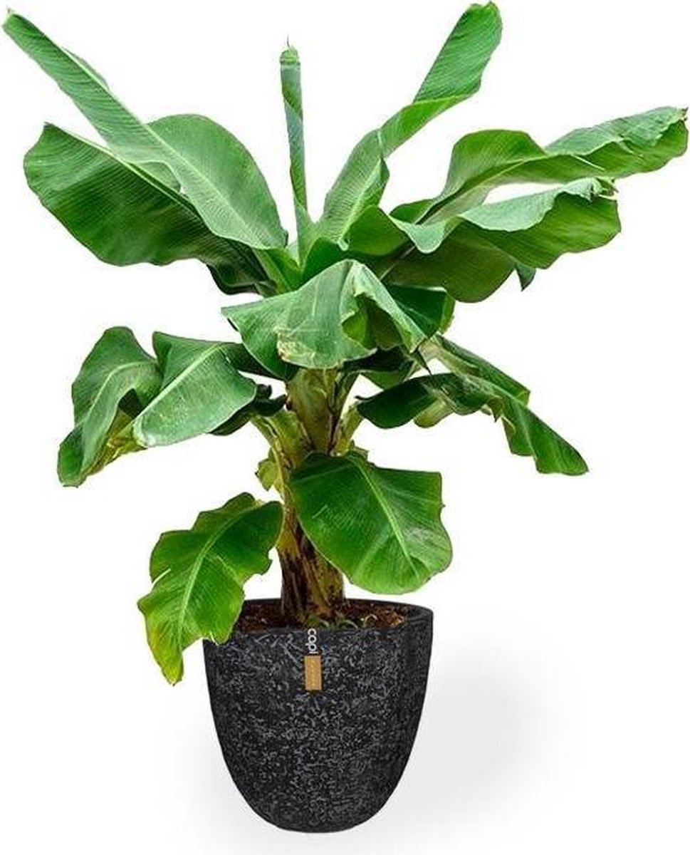 Bananenplant in Rock | bol.com