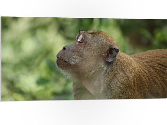 PVC Schuimplaat - Bruine Java Aap Omhoogkijkend naar Bomen - 100x50 cm ...