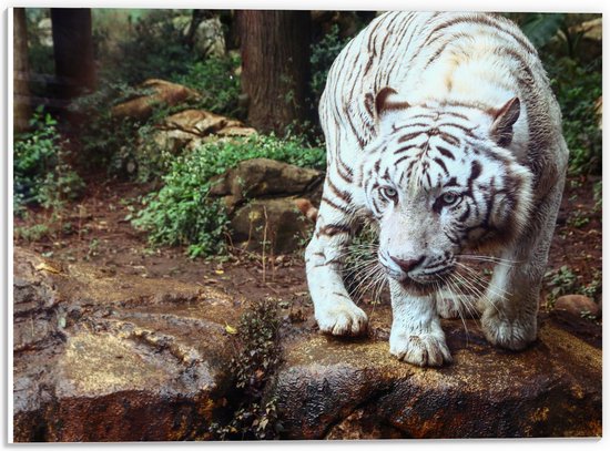 PVC Schuimplaat- Aankijkende Witte Tijger op Rots in het Bos - 40x30 cm Foto op PVC... | bol