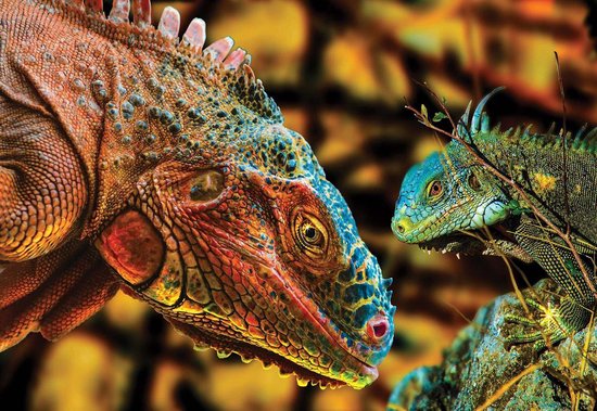 Fotobehang - Vlies Behang - Kleurrijke Komodovaraan - Hagedis - 312 x ...