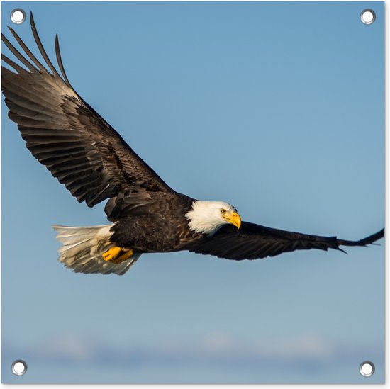 Tuinposters Vogel - Arend - Roofvogels - 50x50 cm | bol.com