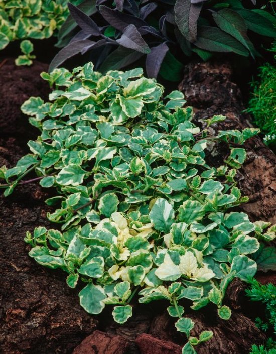 3 stuks | Ajuga reptans 'Variegata' P9 cm | bol