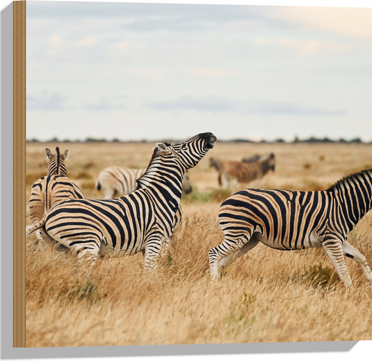 Hout - Kudde Zebra_s op Open Vlakte in Afrikaans Droog Landschap ...