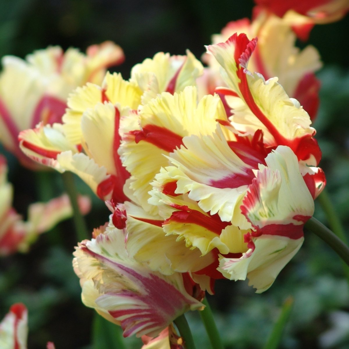 Tulp Flaming Parrot | 10 stuks | Parkiet | Geel | Rood | bol